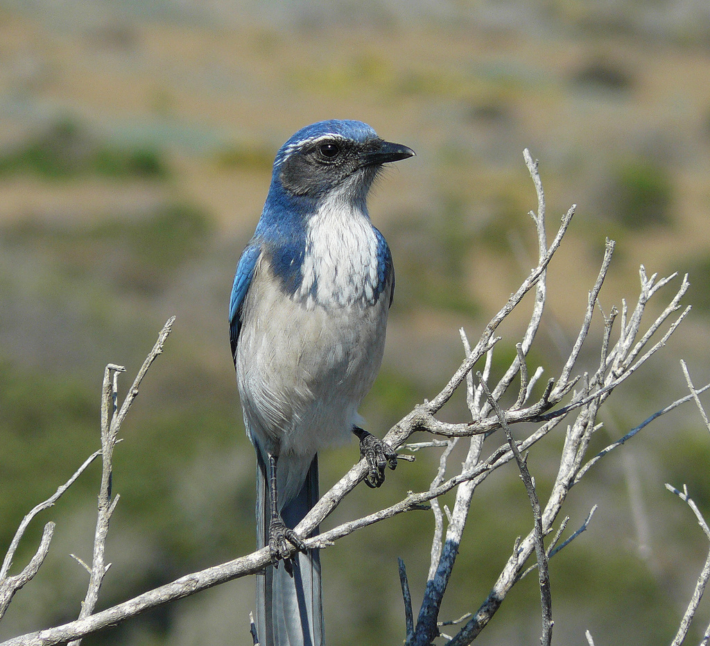 Western Scrub Jay Ebirdr