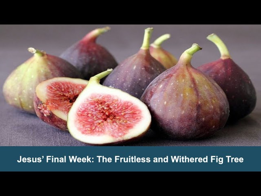 02 Jesus' Final Week: The Fruitless and Withered Fig Tree - Rajko Celic ...