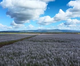 220 Rural & Farming Properties For Sale in Mareeba, QLD 4880