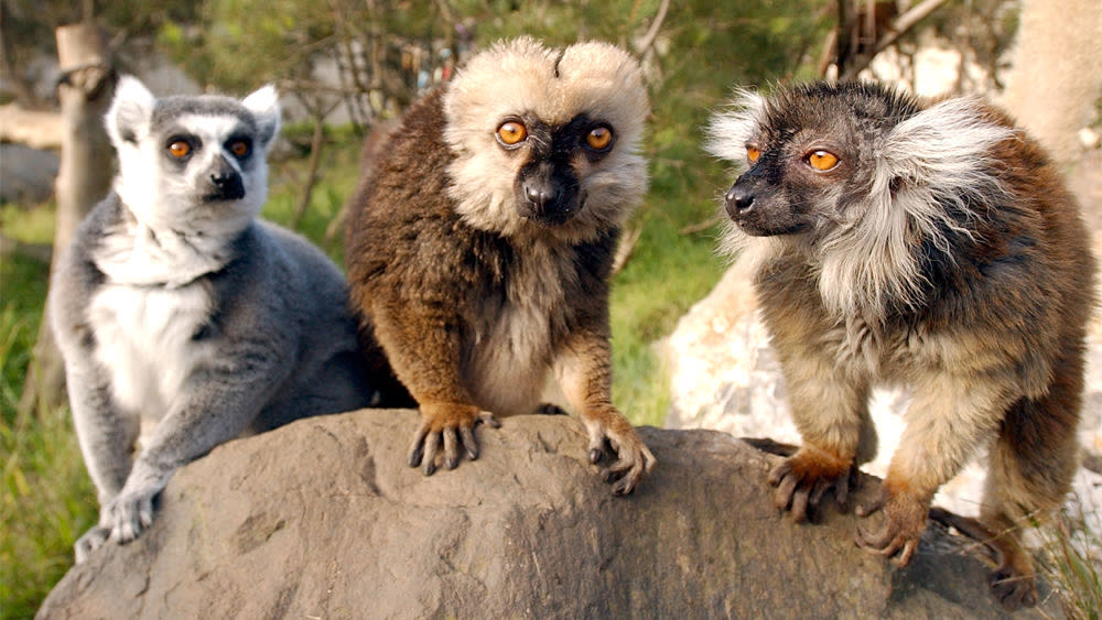 Where To Chill With Animals in San Francisco