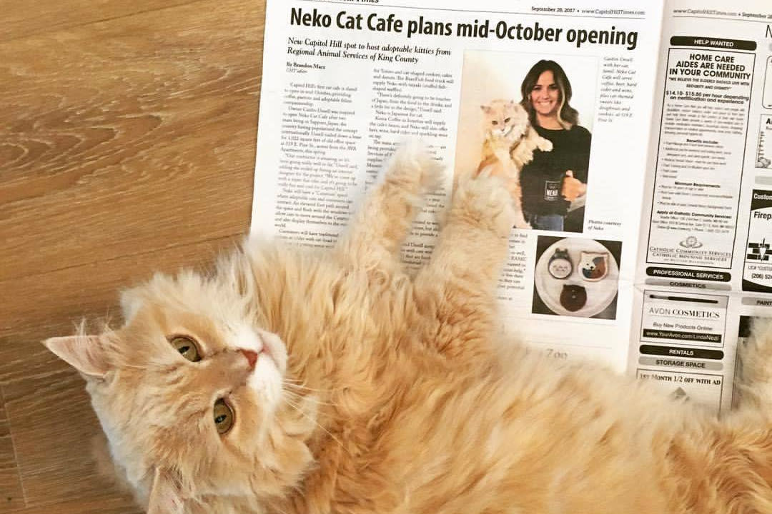 Cat Cafes In Seattle