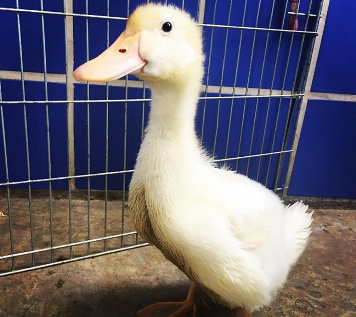 Where to See Animals in Austin