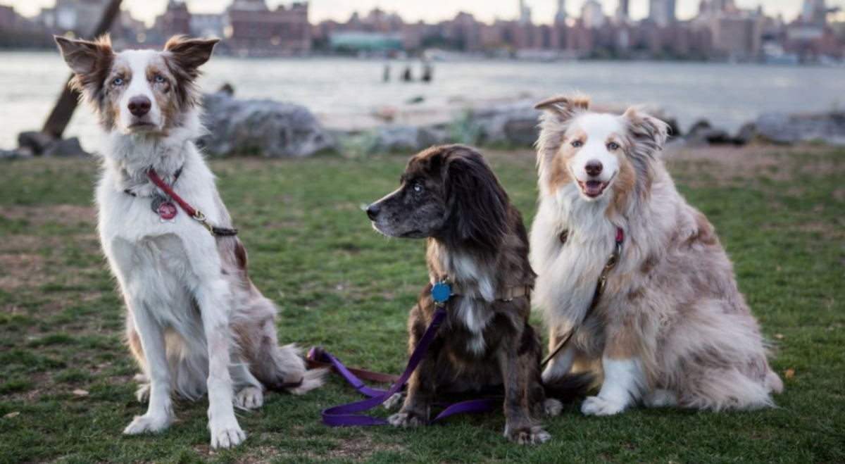 New York's Best Dog Parks