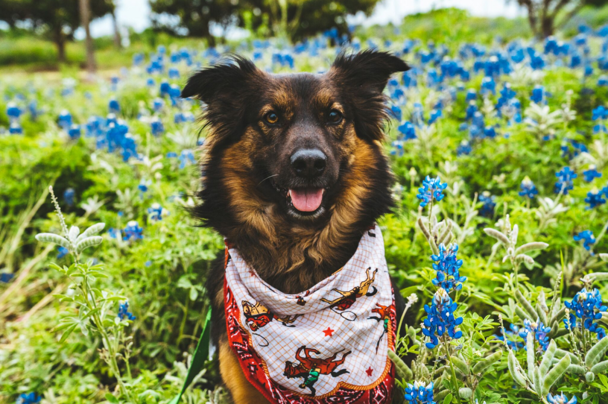 Best Places to Find Bluebonnets In Austin