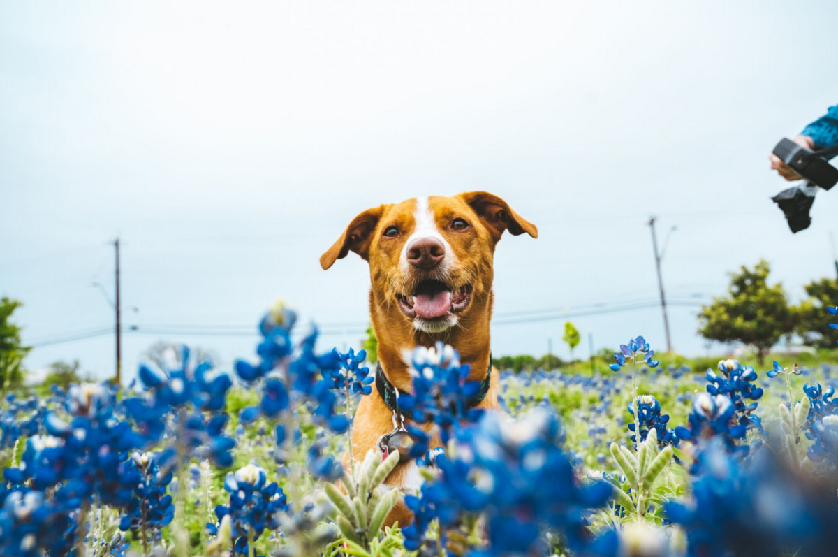 Best Places to Find Bluebonnets In Austin