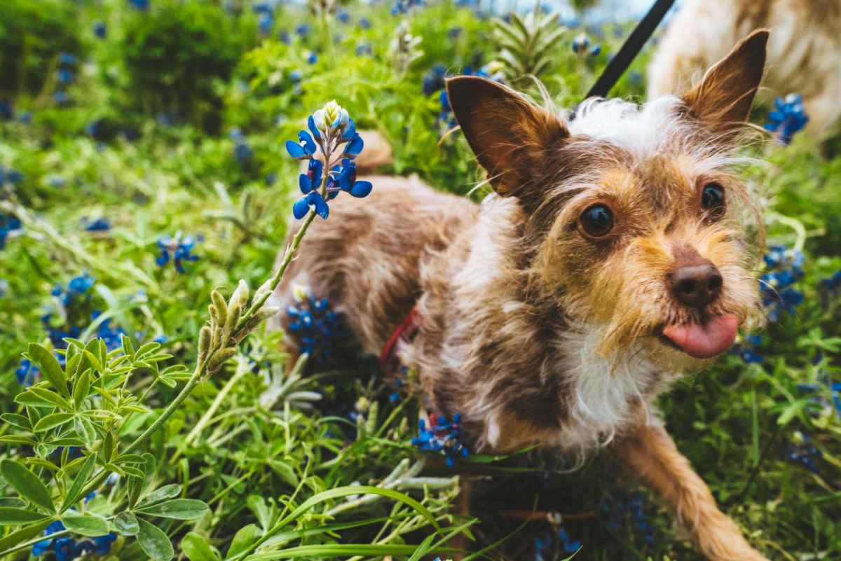 Best Places to Find Bluebonnets In Austin