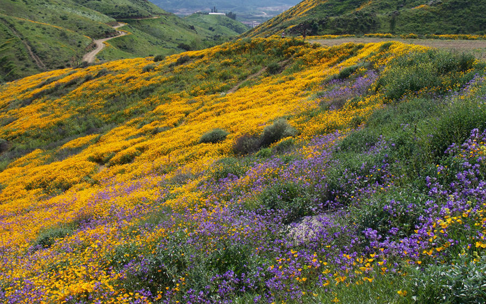 What Is The State Flower Of Apple Valley - Infoupdate.org