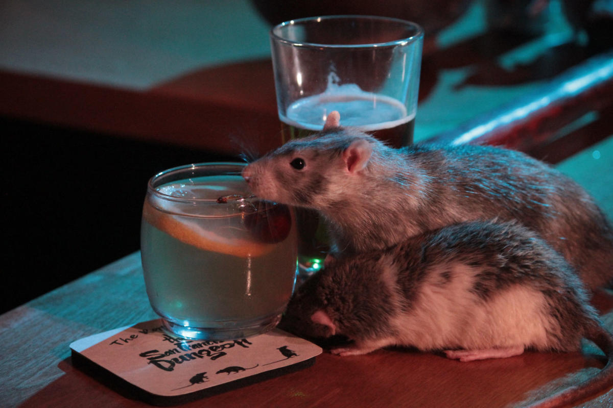 Rat-Infested Pop-Up Bar Opening in SF