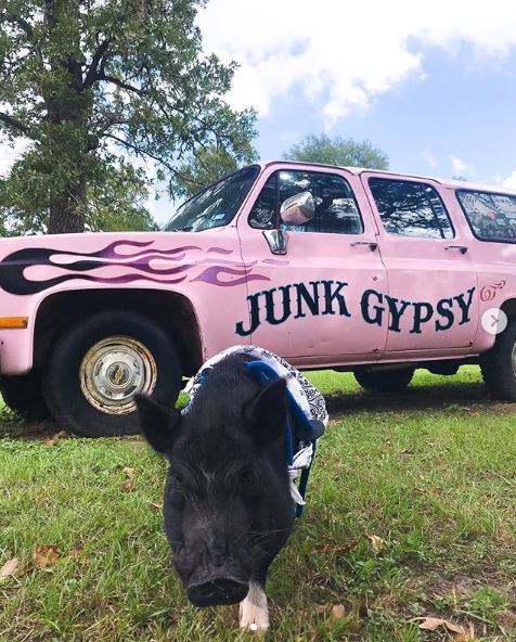 10 Austin Animals to Follow on Instagram