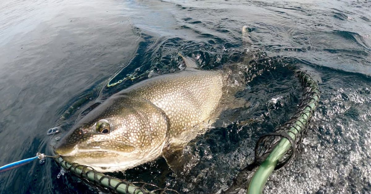 Fishing with the Creators of Finn Spoons | Field Judging Black Bears ...