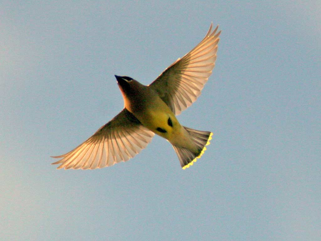 Bohemian Waxwing Flying