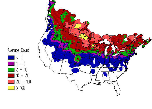Common Redpoll - eBirdr