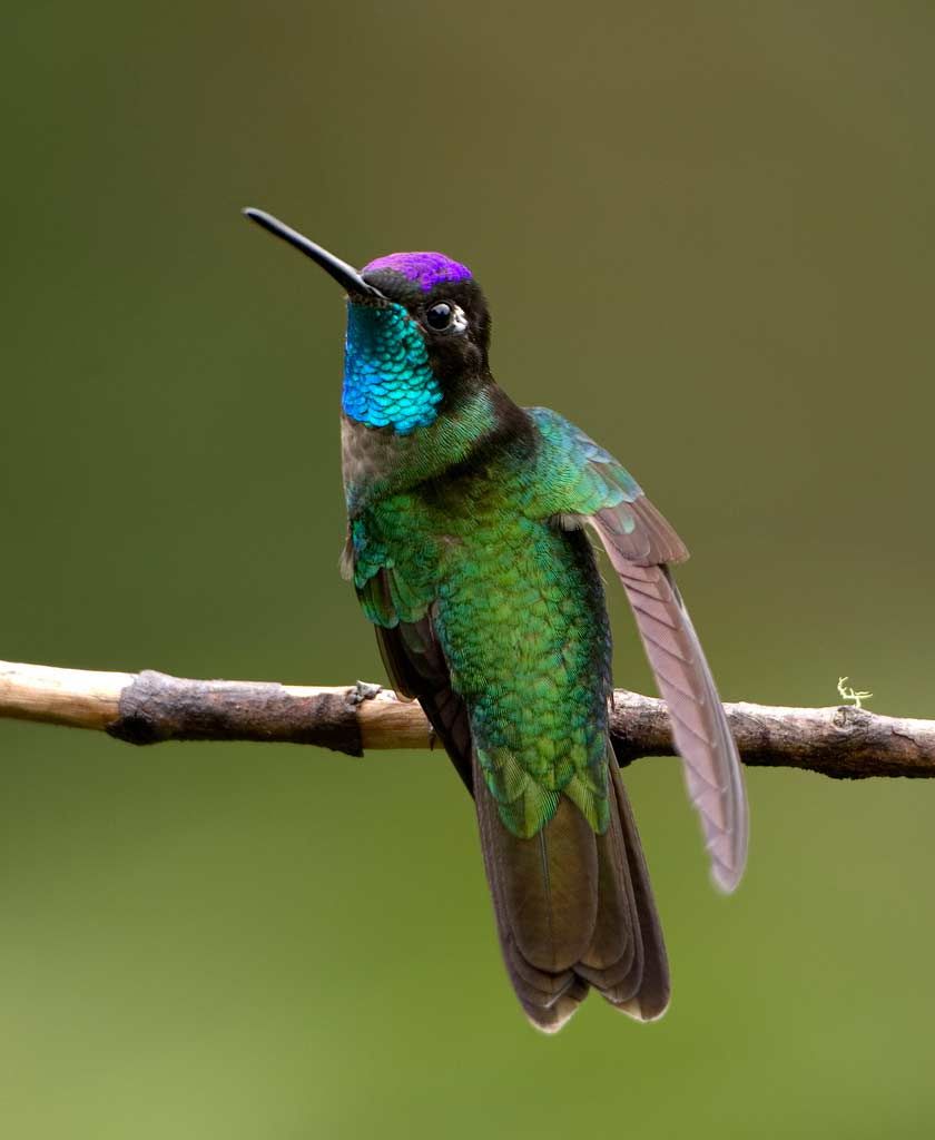 Magnificent Hummingbird - eBirdr
