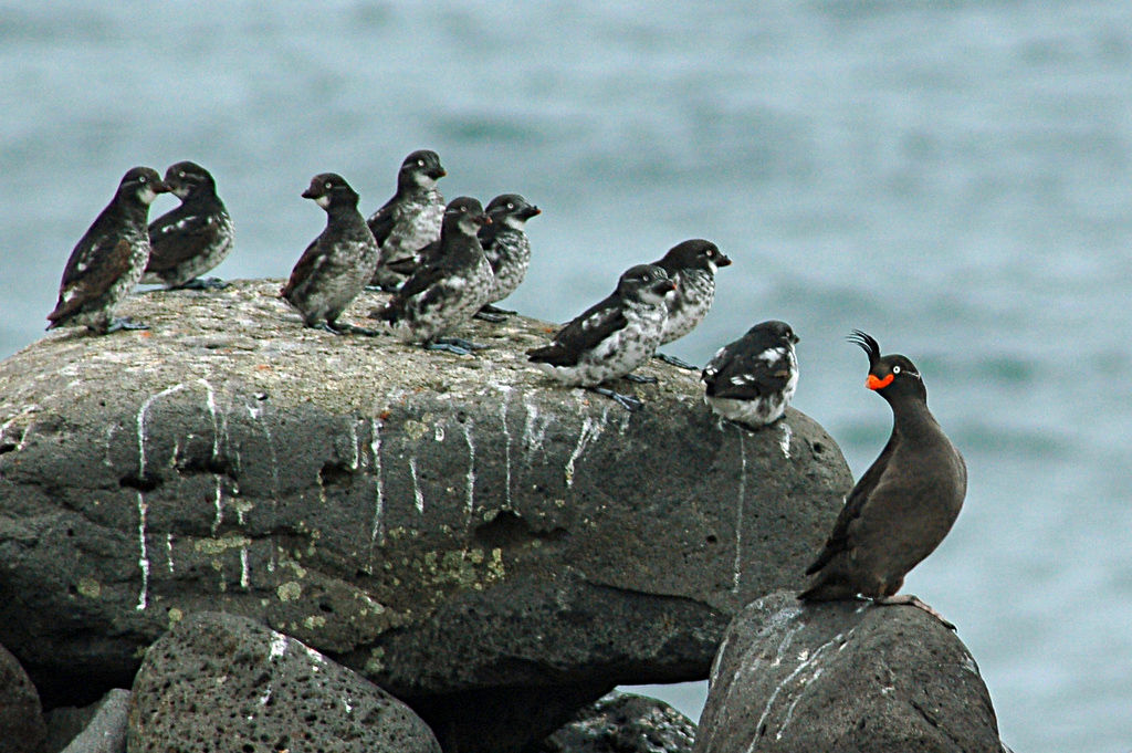 Crested Auklet - eBirdr