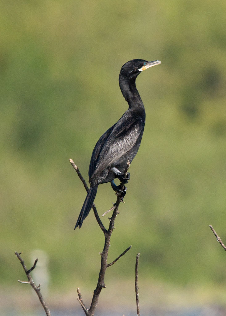 Neotropic Cormorant - eBirdr