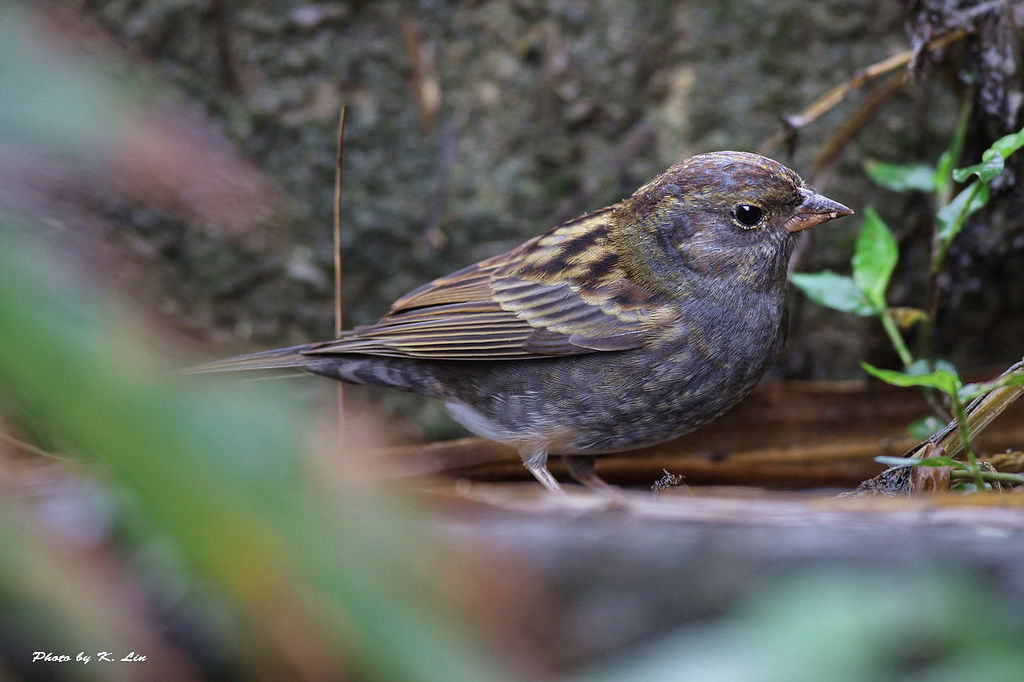 Gray Bunting - eBirdr