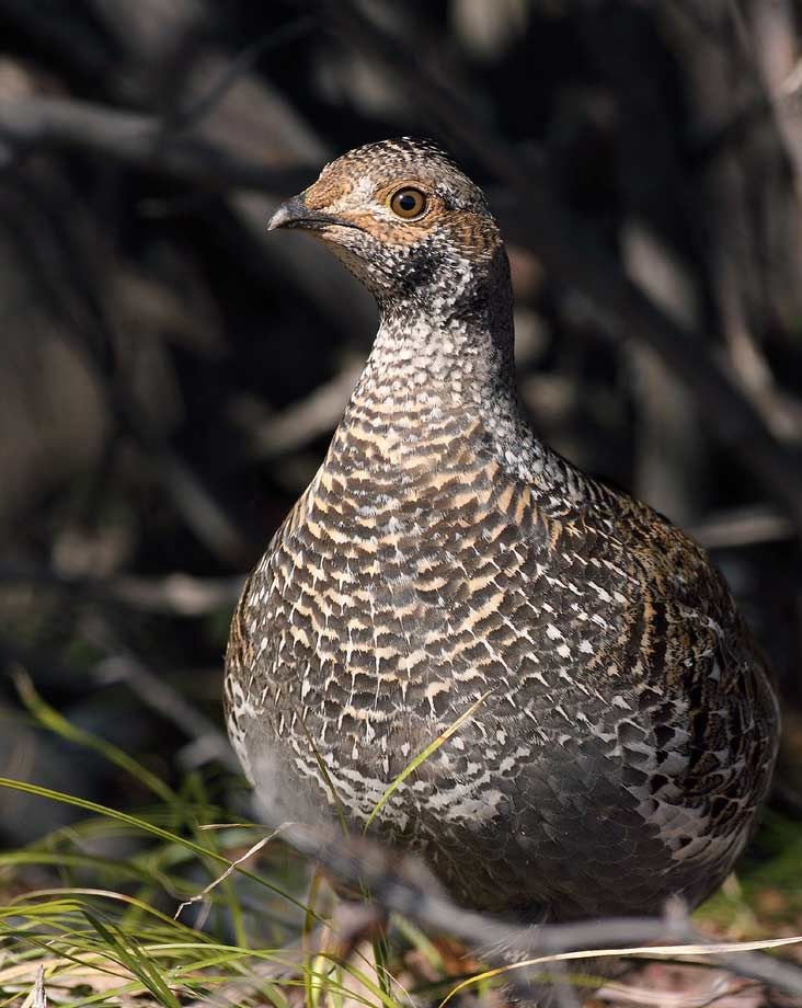 Dusky Grouse - eBirdr