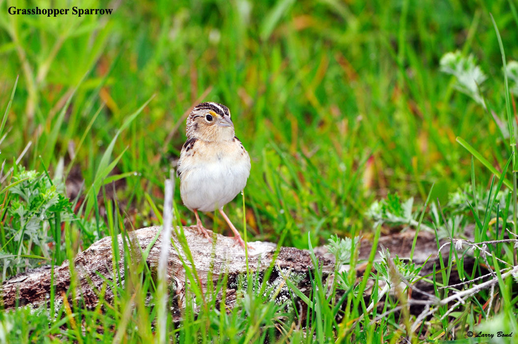 Grasshopper Sparrow - eBirdr