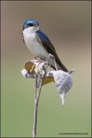 Tree Swallow - eBirdr