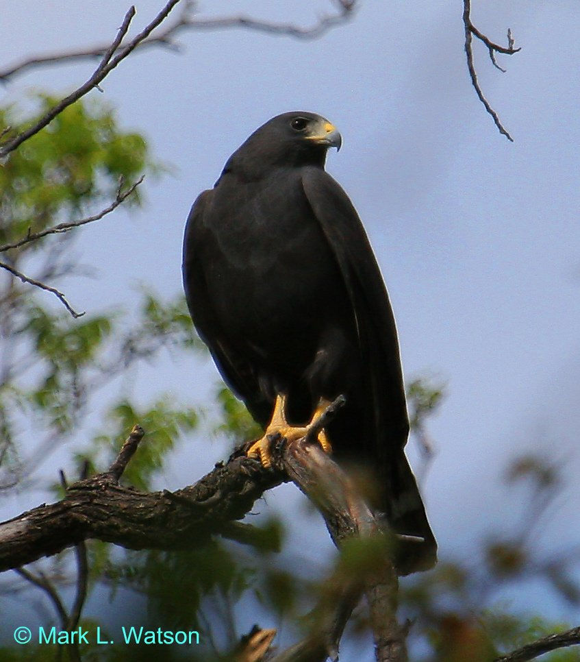Zone-tailed Hawk - eBirdr