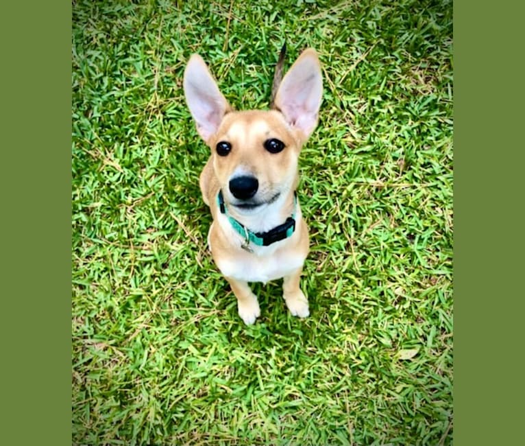 Embark Dog DNA Test - Breed