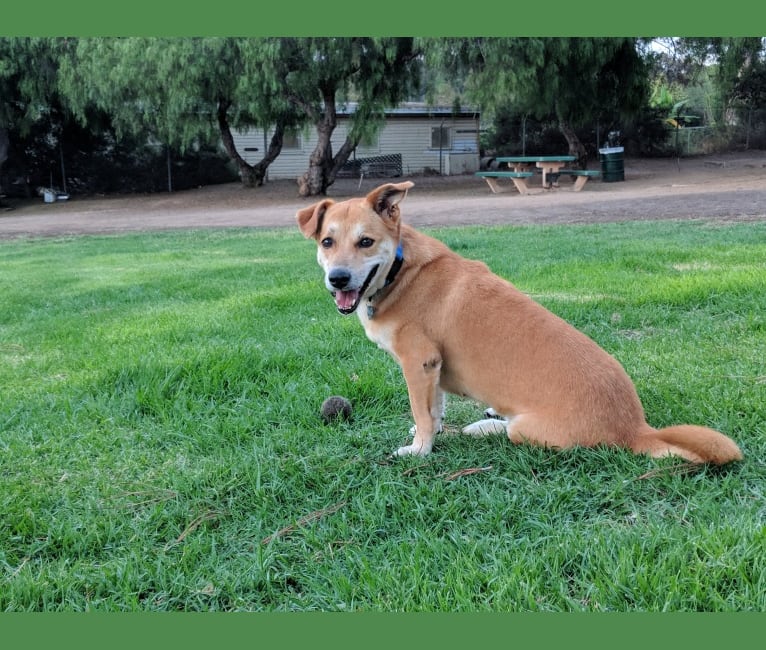 Embark Dog DNA Test - Breed