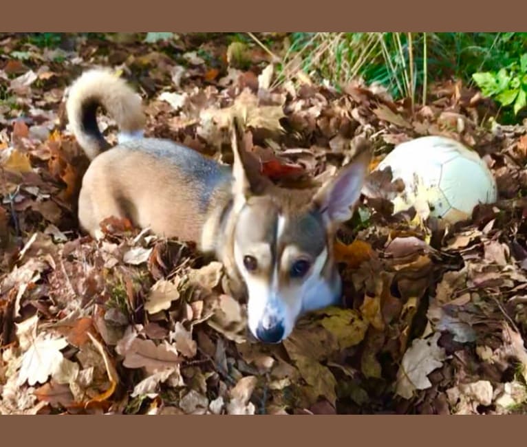 Embark Dog DNA Test - Breed