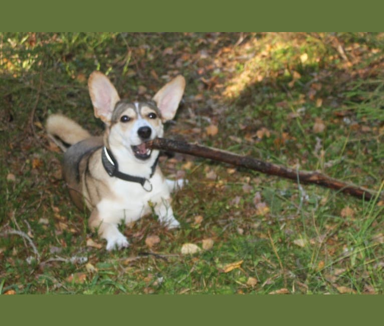 Embark Dog DNA Test - Breed