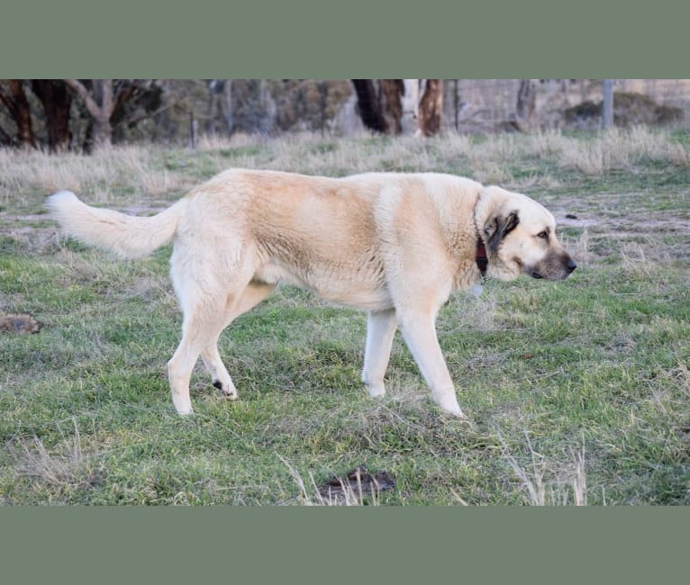 Embark Dog DNA Test - Breed