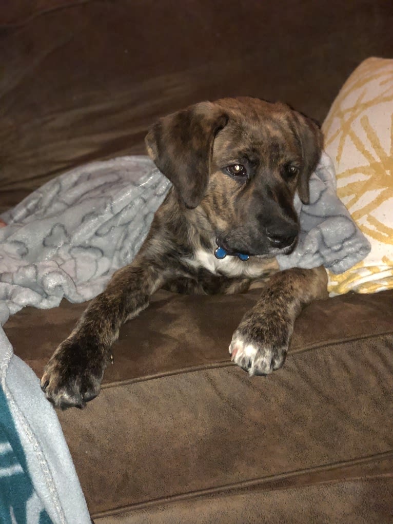 springer spaniel cross boxer