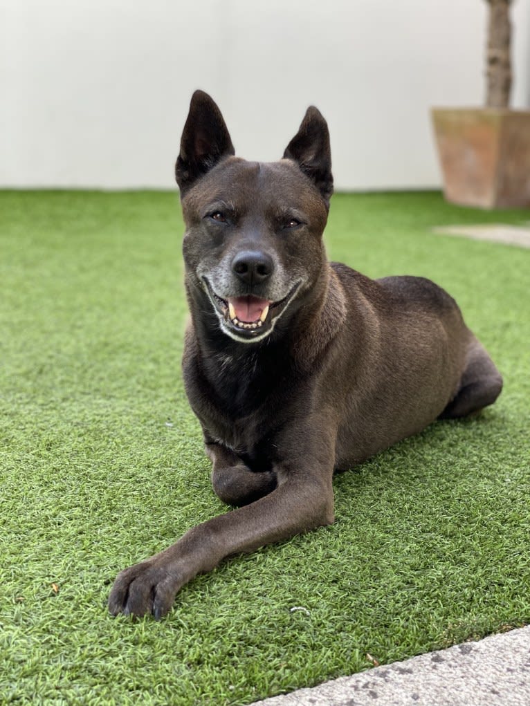 Embark Dog DNA Test - Costa gallery