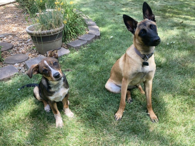 Embark Dog DNA Test - Oscar gallery