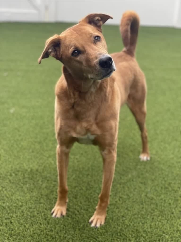 Embark Dog DNA Test - Red gallery