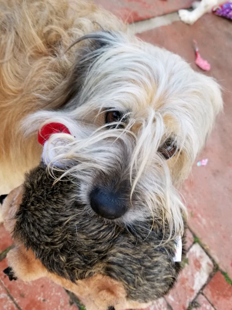 Embark Dog DNA Test - Wicket gallery