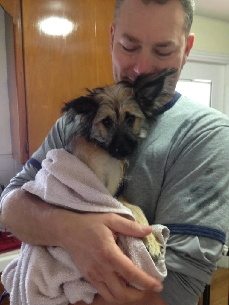 Embark Dog DNA Test - Wicket gallery