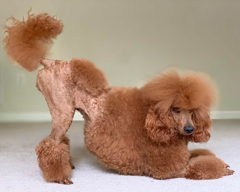 Embark Dog DNA Test - EMBER DE NOOR Y ALBARRAL gallery