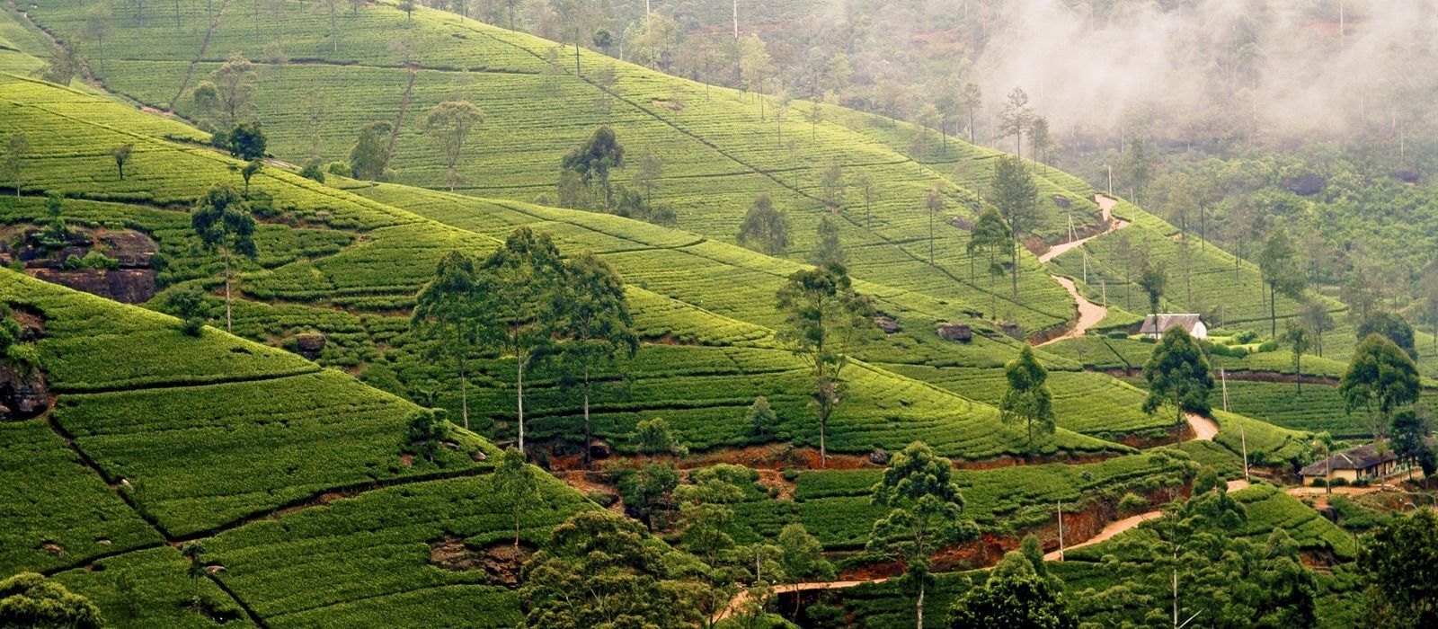 Exclusive Travel Tips for Nuwara Eliya in Sri Lanka