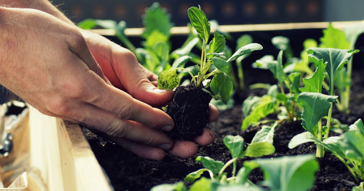 5 easiest foods to grow in your garden | diet-nutrition - Sharecare
